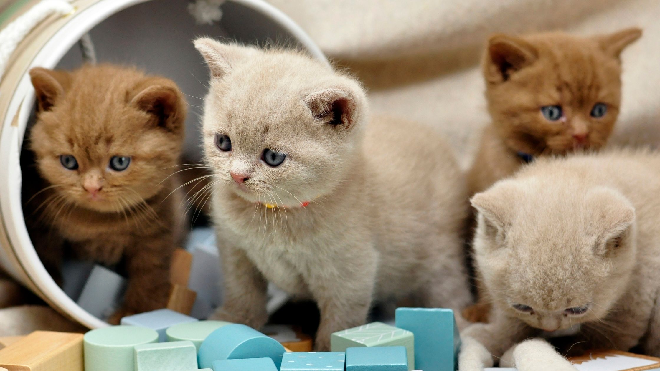 Raças de gatos: aprenda sobre as características e cuidados
