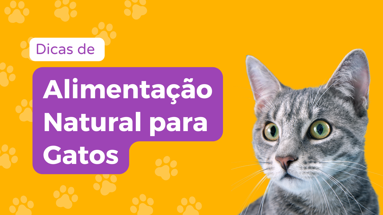 Alimentação Natural para Gatos